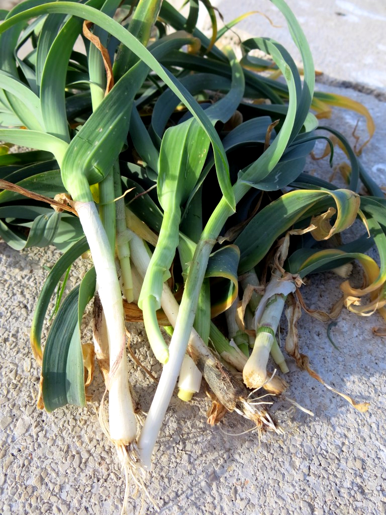 Pflück-Glück, mediterrane Edition: Ich sammle ... Ackerlauch - Schmeckt ...
