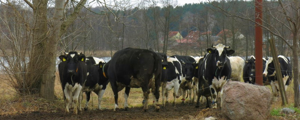 Biokisten, Zicklein und Hühnerbrühe: Besuch im Ökodorf Brodowin ...